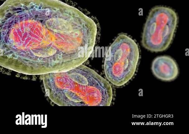 Monkeypox viruses infecting a human cells, 3D illustration. A zoonotic ...