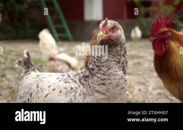 Broiler hen in chicken coop Stock Videos & Footage - HD and 4K Video ...