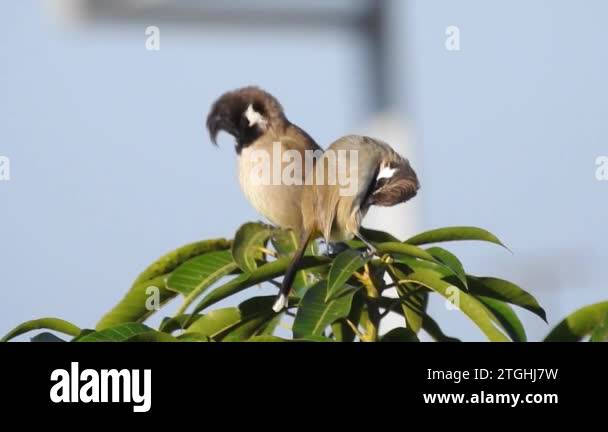 A close up shot of yellow vented bulbul couple. The yellow-vented ...
