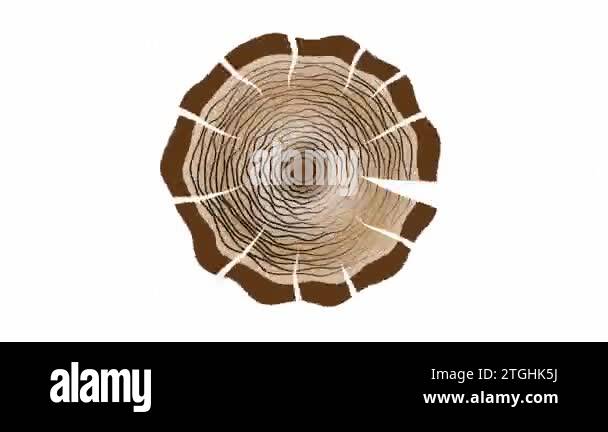 Cross section of the tree with age rings motion graphic animation ...
