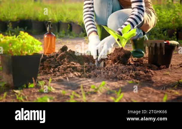 Agriculture close up. Farmer woman plants a plant. Plant gardening ...