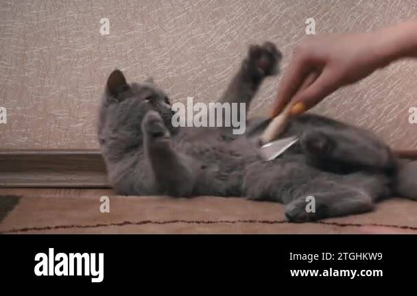 Mans hand combs gray scottish cat with a comb. The hand of the hostess ...