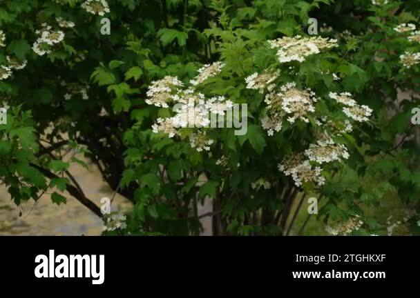 Large deciduous shrub Stock Videos & Footage - HD and 4K Video Clips ...