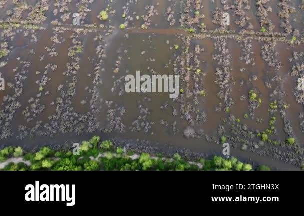 Leaf dry dead plant Stock Videos & Footage - HD and 4K Video Clips - Alamy
