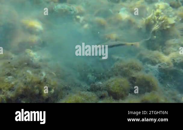 A flock of Annular seabream (Diplodus annularis) follow the Red Sea ...