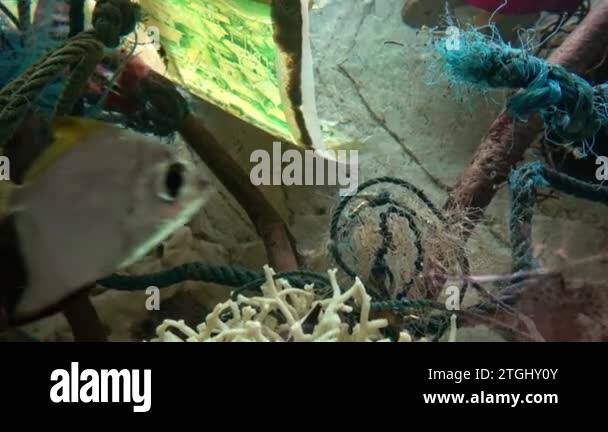 Micro plastics fish Stock Videos & Footage - HD and 4K Video Clips - Alamy