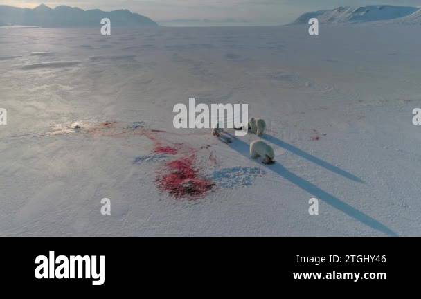 A polar bear hunting Stock Videos & Footage - HD and 4K Video Clips - Alamy