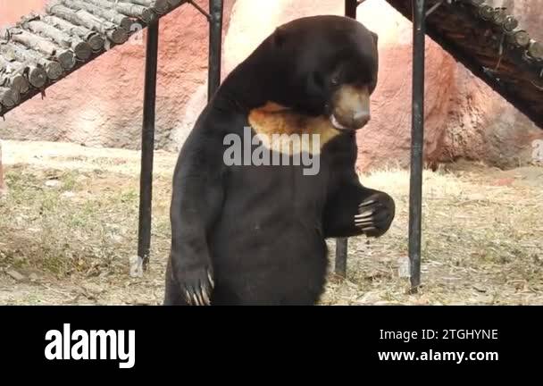 Black Bear mother and three cubs grazing in evening sunlight, Close up ...