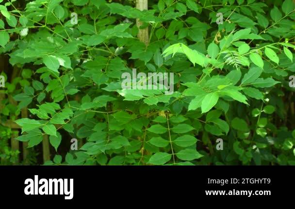 Chinese cork tree Stock Videos & Footage - HD and 4K Video Clips - Alamy