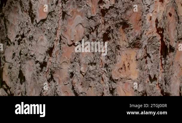 Movement of the bark of a pine tree in sunlight. Natural background in ...