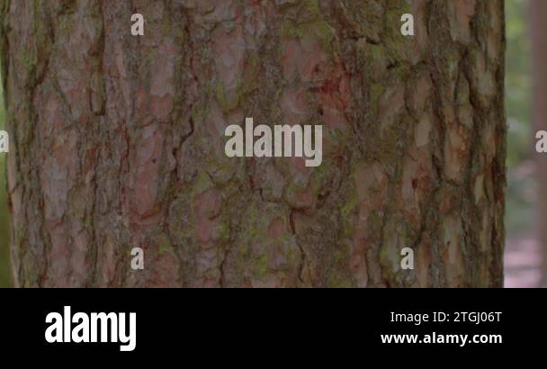 Tree in the city park, brown. Movement of the bark of a pine tree in ...