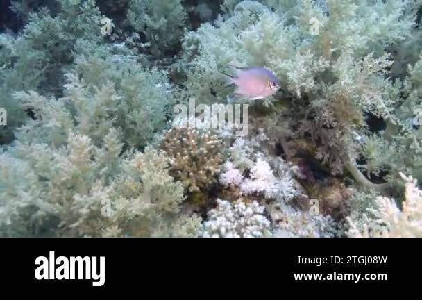 Little damselfish in a Red Sea coral reef Stock Video Footage - Alamy