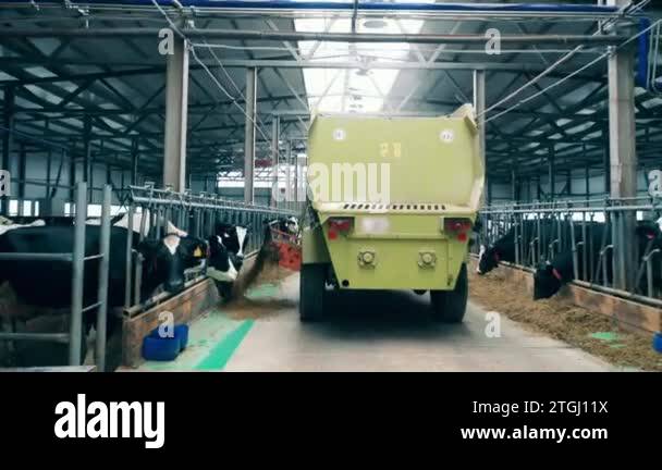 Unloading cattle Stock Videos & Footage - HD and 4K Video Clips - Alamy