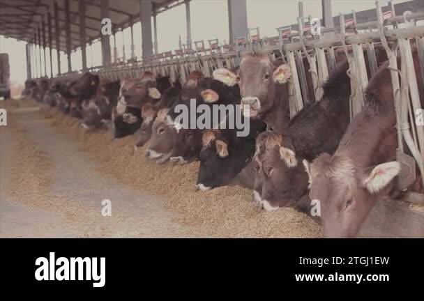 Cows eat hay in the barn. Cow eating hay close-up. Lots of cows in the ...