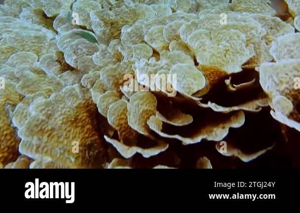 Dendrophylliidae species Stock Videos & Footage - HD and 4K Video Clips ...