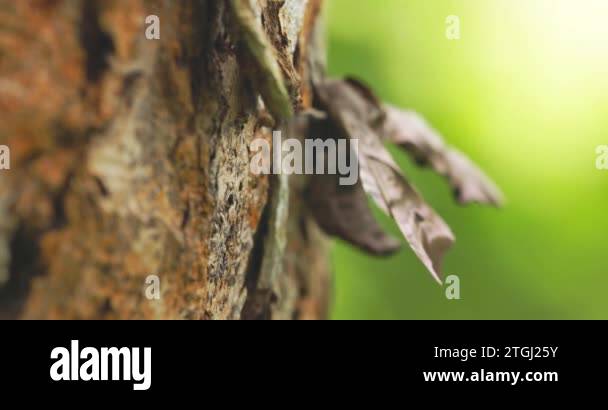 The eyed hawk-moth, 4k video details of the eyed hawk-moth - Smerinthus ... The eyed hawk-moth, 4k video details of the eyed hawk-moth - Smerinthus ...