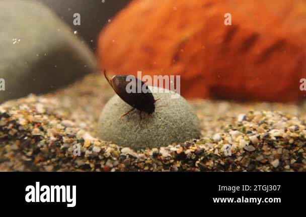 Black Diving Beetle, Agabus bipustulatus. It's able to get air from the ...