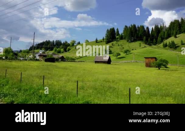 Cows in the field, grazing on grass and pasture in Ukraine, on a ...