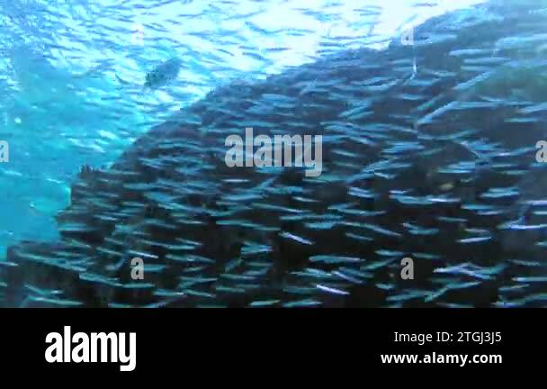 A dense school of small Hardyhead Silverside fish moves along the coral ...
