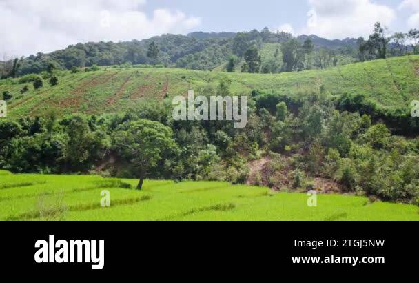timelapse rice fields in harvesting season under clear blue sky,rice ...