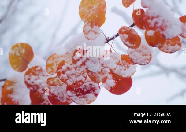 Aspen tree branch with red leaves covered with the first snow. Populus ...
