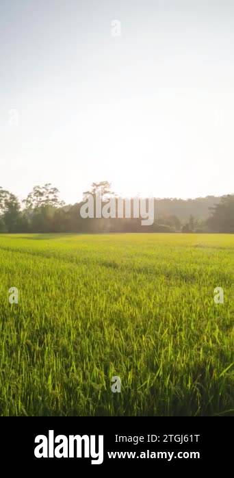 vertical timelapse rice fields in harvesting season under clear blue ...