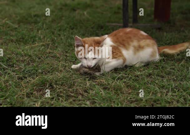 Carnivore cat Stock Videos & Footage - HD and 4K Video Clips - Alamy