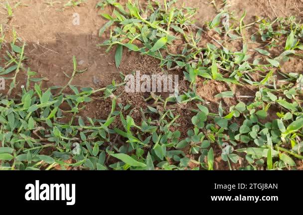 Ants are making their home and Digging the soil from inside is bringing ...