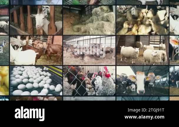 Agriculture split screen. farm animals. Livestock split screen video ...