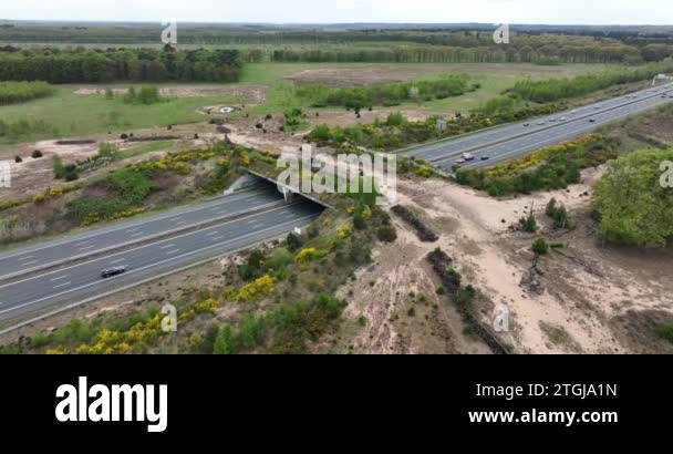 Animal highway crossing Stock Videos & Footage - HD and 4K Video Clips ...