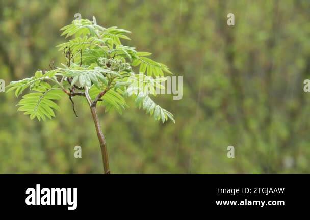 Rain drops falling, fresh green juicy leaves in spring forest. Droplets ...