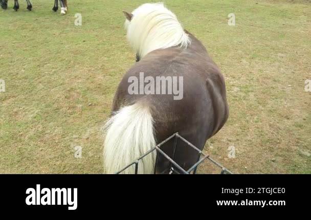 Dark mane and tail Stock Videos & Footage - HD and 4K Video Clips - Alamy