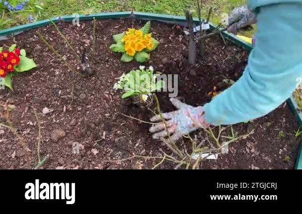 A woman in work gloves and with a chopper is planting a small bush with ...