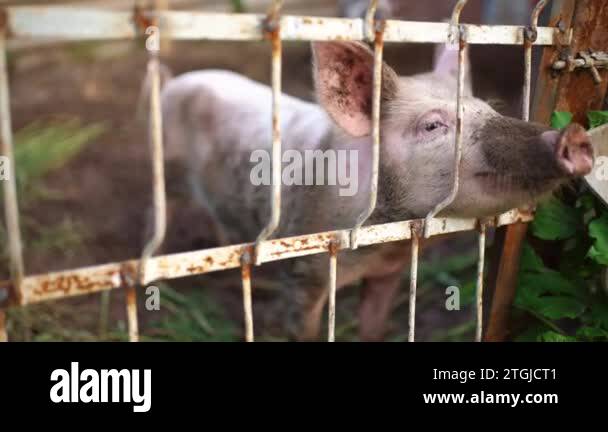 Pigs behind bars in a barn. A pigs snout peeks out of a pigsty. Home ...