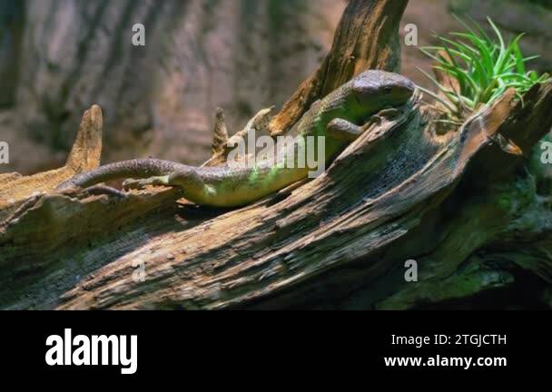 Yellow brown color tree Stock Videos & Footage - HD and 4K Video Clips ...