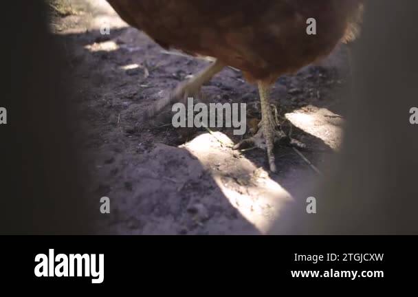 Go to chickens Stock Videos & Footage - HD and 4K Video Clips - Alamy