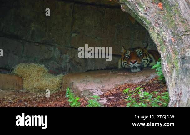 A lone tiger lies in his cave and looks sadly at this whole world, the ...