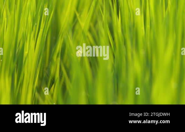 Spider rice field Stock Videos & Footage - HD and 4K Video Clips - Alamy
