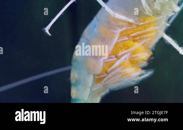 Macro of Shrimp eggs. Close up of pregnant shrimp swimming and floating ...