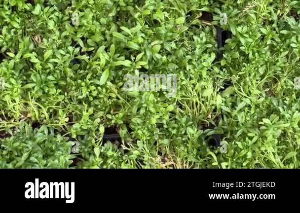 Herbage Stock Videos & Footage - HD and 4K Video Clips - Alamy