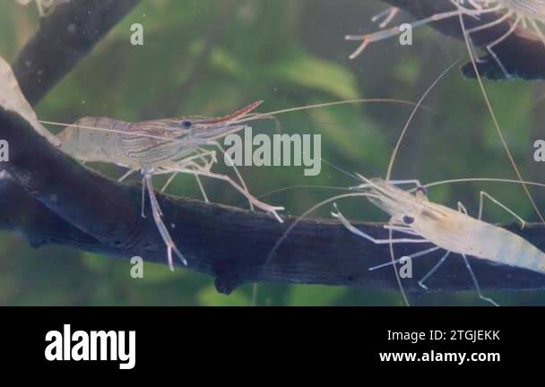 Two shrimp Stock Videos & Footage - HD and 4K Video Clips - Alamy