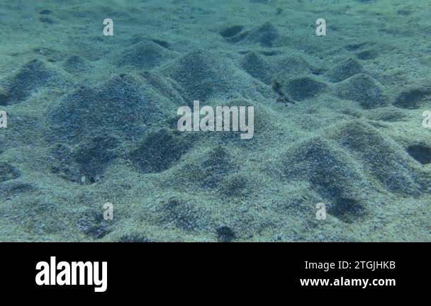 Lugworm (Arenicola marina) digs holes in the sandy bottom, at one end ...