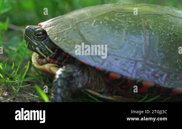 Painted turtle hiding in the shadow at the hot day. Most widespread ...