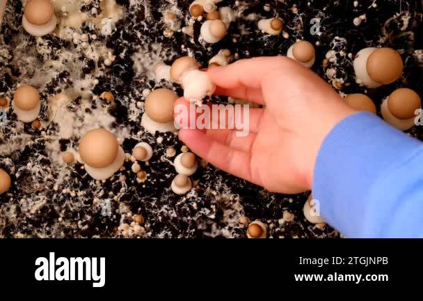 Mycelium background Stock Videos & Footage - HD and 4K Video Clips - Alamy