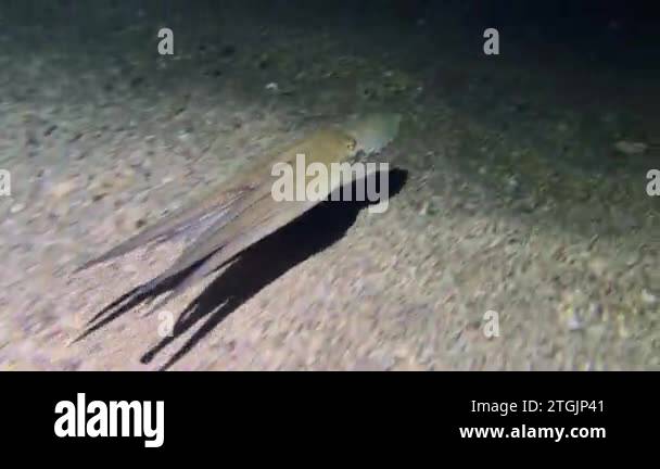Sea life: Common octopus (Octopus vulgaris) swims over a sandy bottom ...