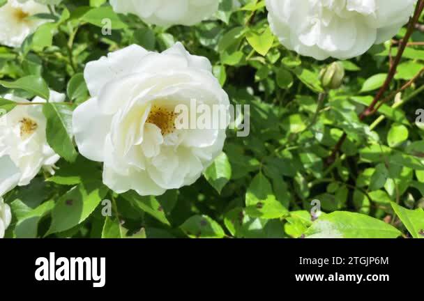 White rosehip flowers in nature Stock Videos & Footage - HD and 4K ...