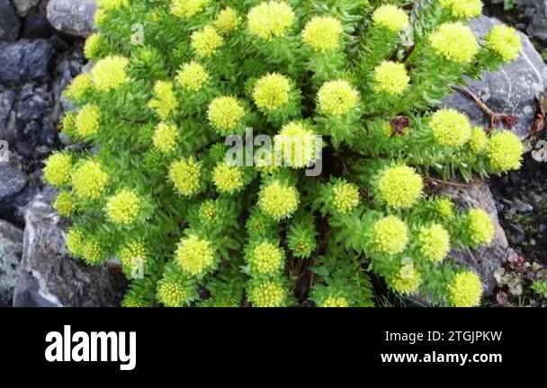 Rhodiola rosea (commonly golden root, rose root, roseroot) growing in ...