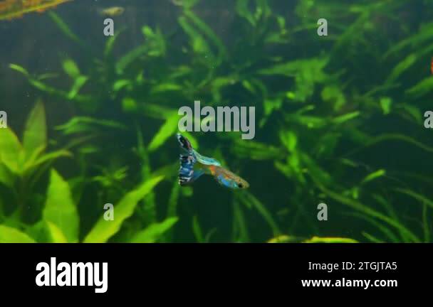 Beautiful fish tail Stock Videos & Footage - HD and 4K Video Clips - Alamy