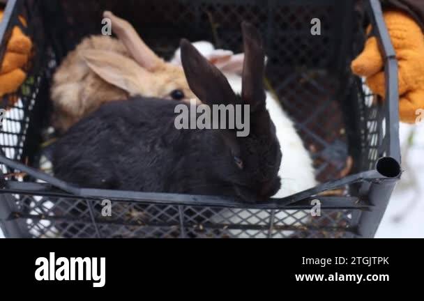 Rabbits of different colours in the basket. 4k footage Stock Video Footage - Alamy