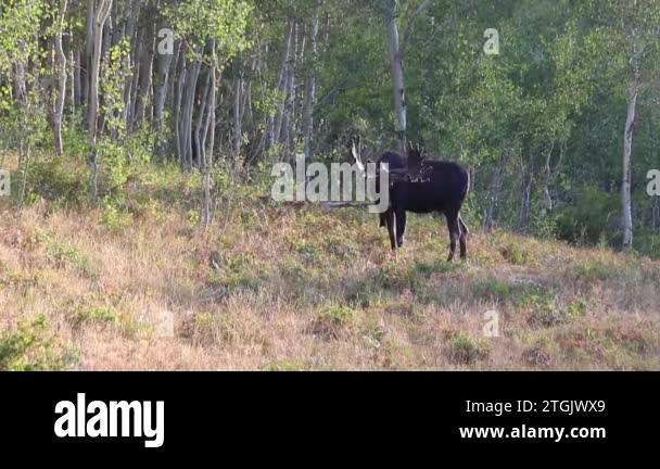 Bull hoof Stock Videos & Footage - HD and 4K Video Clips - Alamy